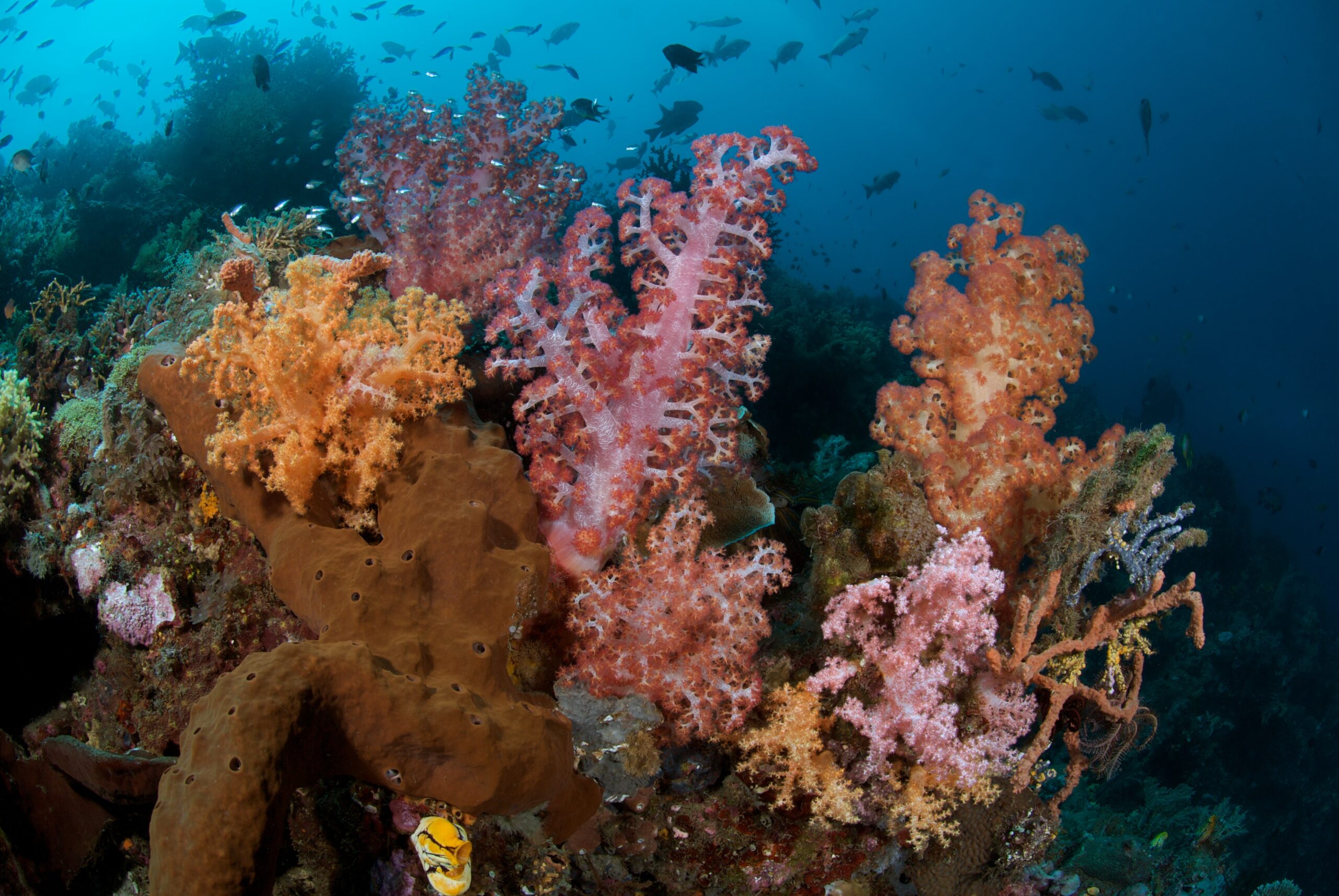 Murex Manado Dive Center - Tauchen auf Sulawesi
