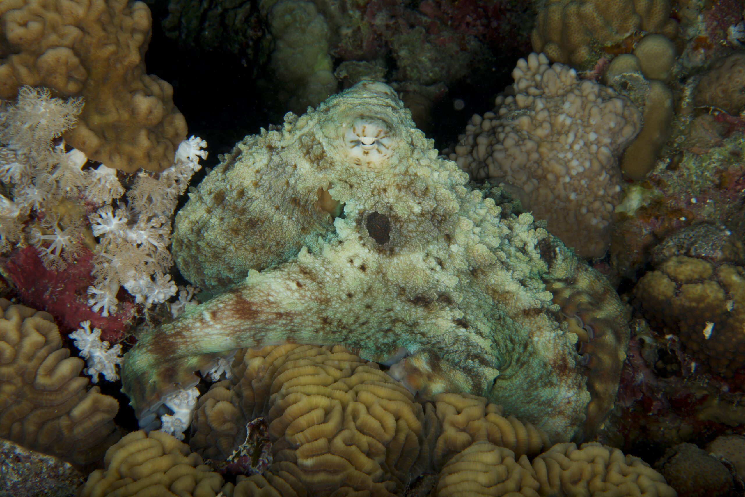Barakuda Diving Lahami Bay - Tauchen im Roten Meer