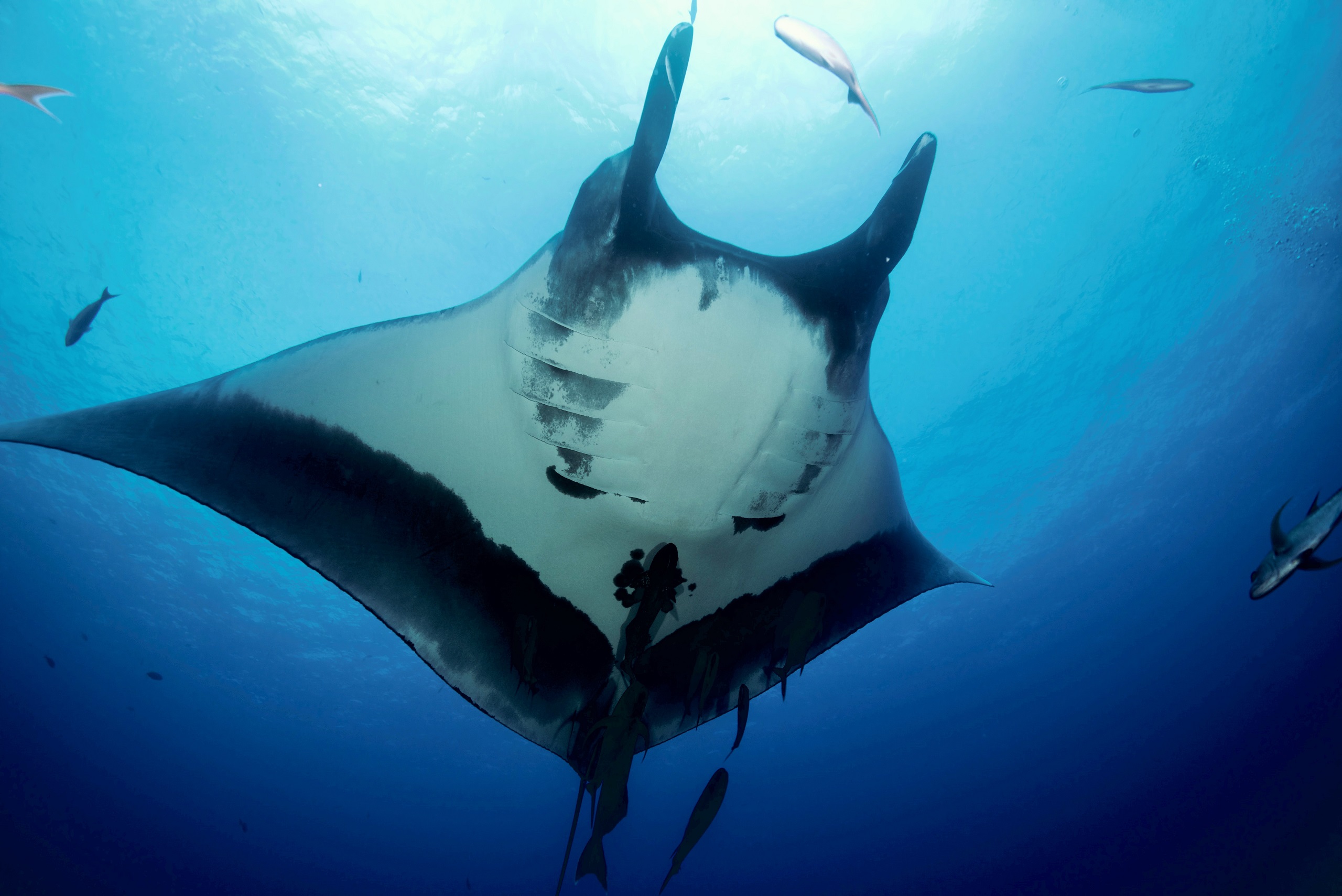 Mantarochen - Tauchreisen.at
