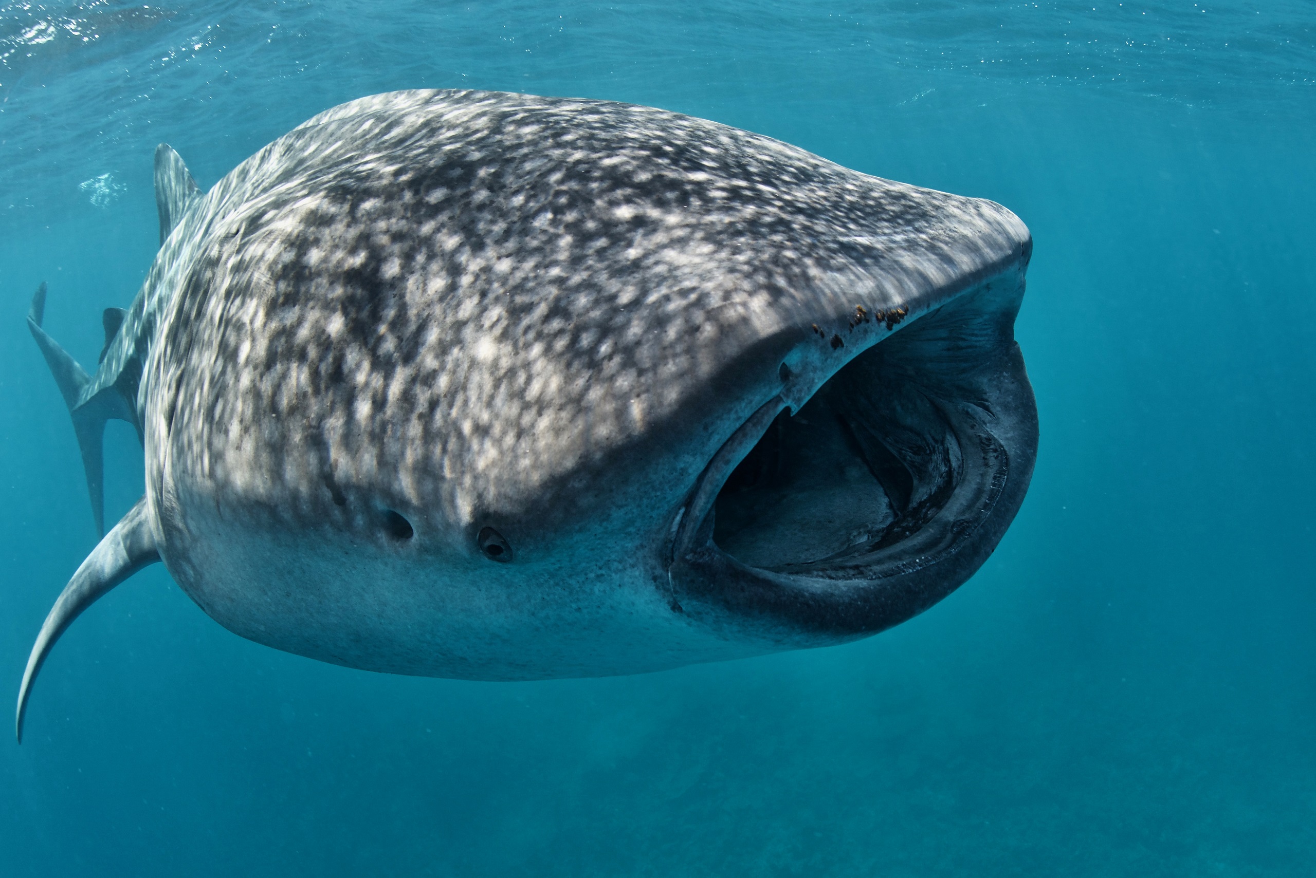 Walhaie - Tauchreisen.at